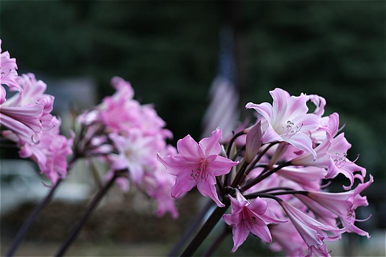 Image Directory - Nathan Laredo