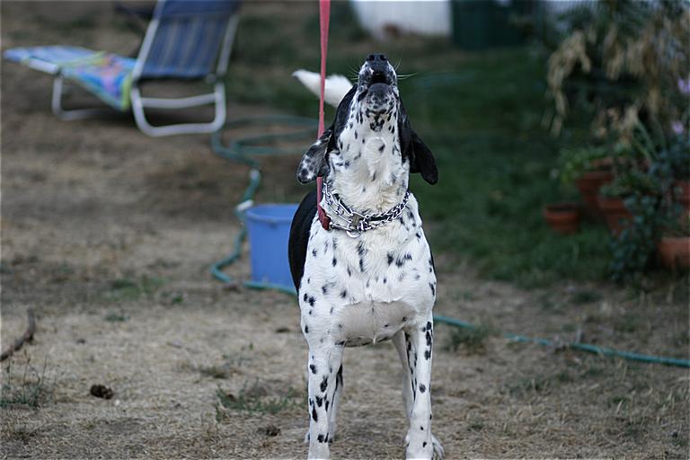 Image Directory - Nathan Laredo