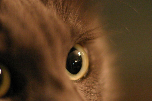 Image Directory - Nathan Laredo