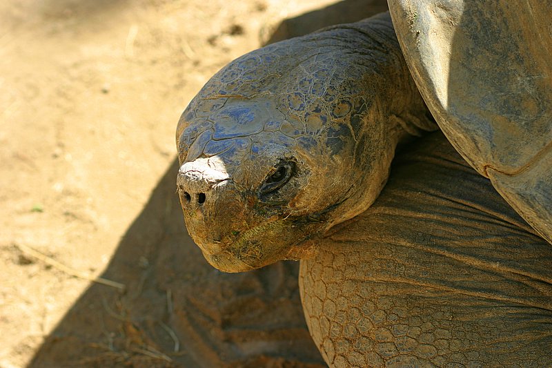 Image Directory - Nathan Laredo