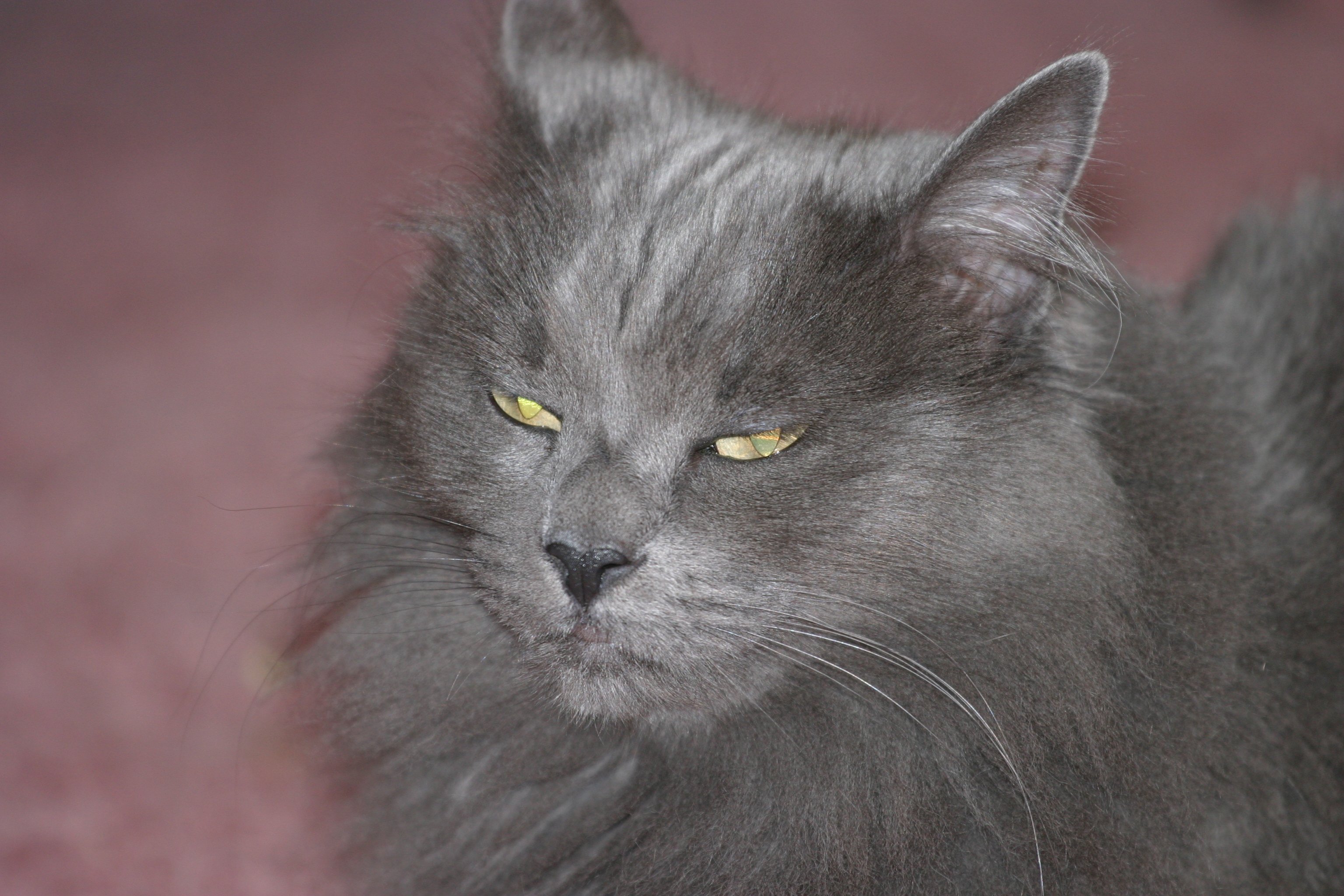 Image Directory - Nathan Laredo