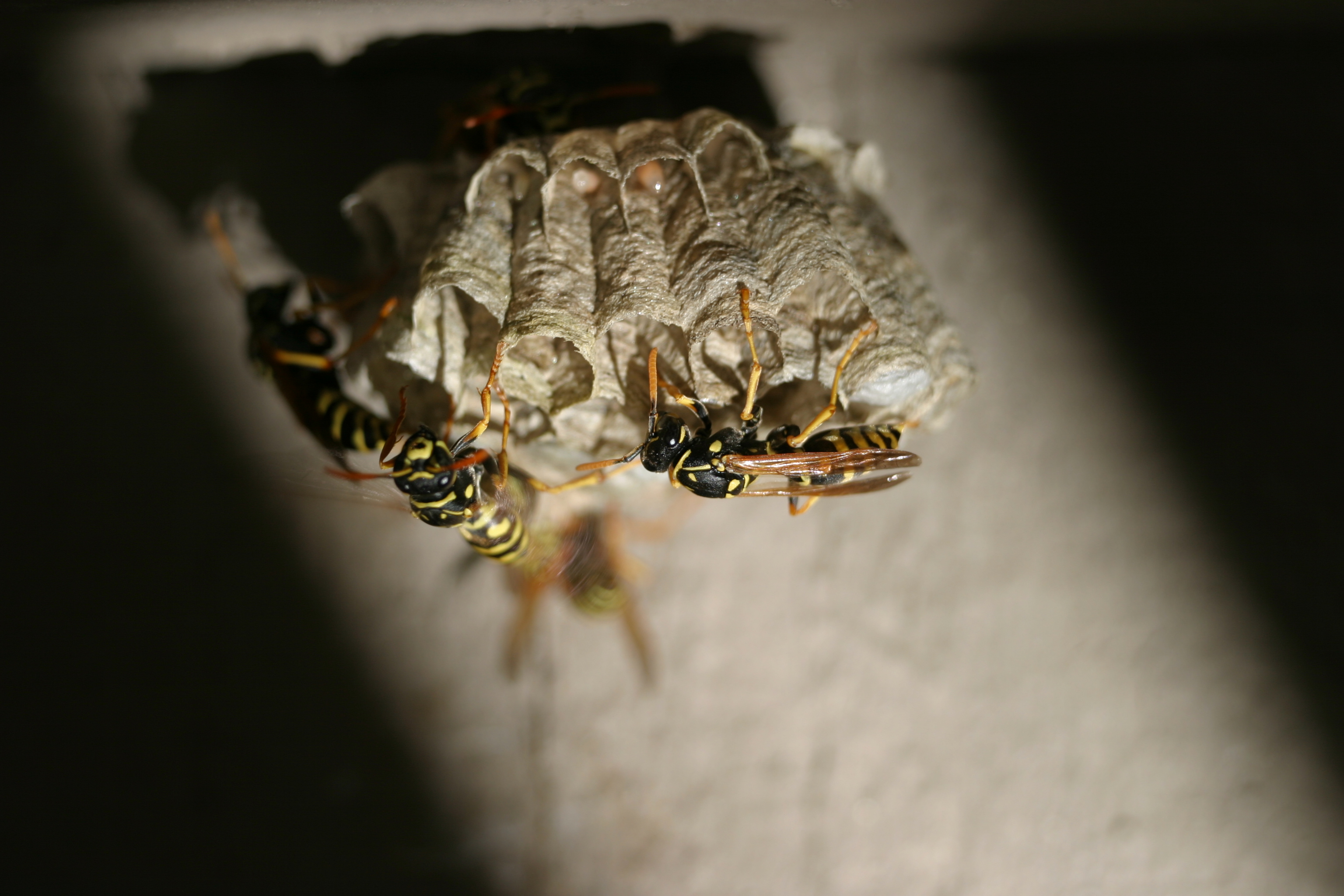 Image Directory - Nathan Laredo