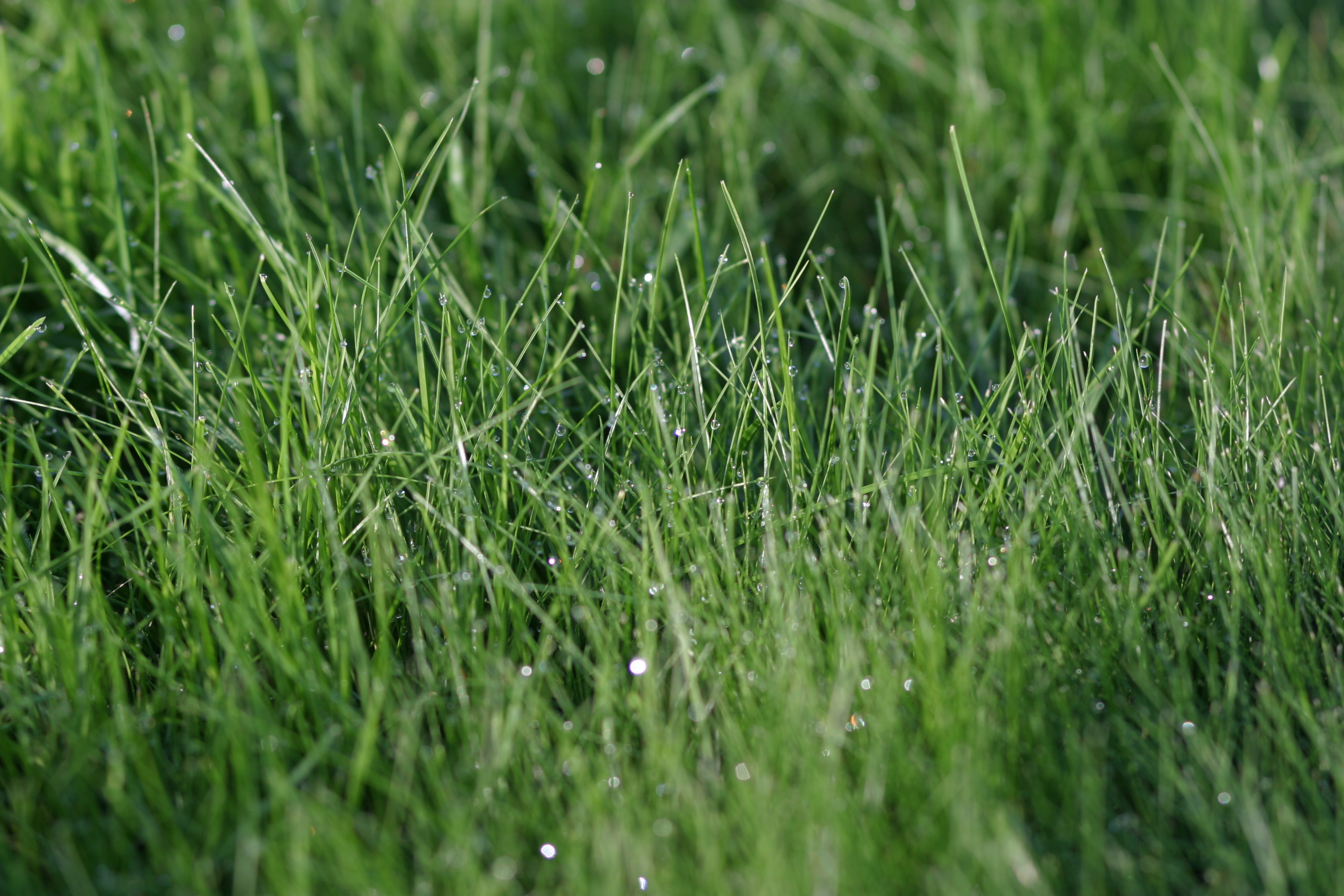 Image Directory - Nathan Laredo