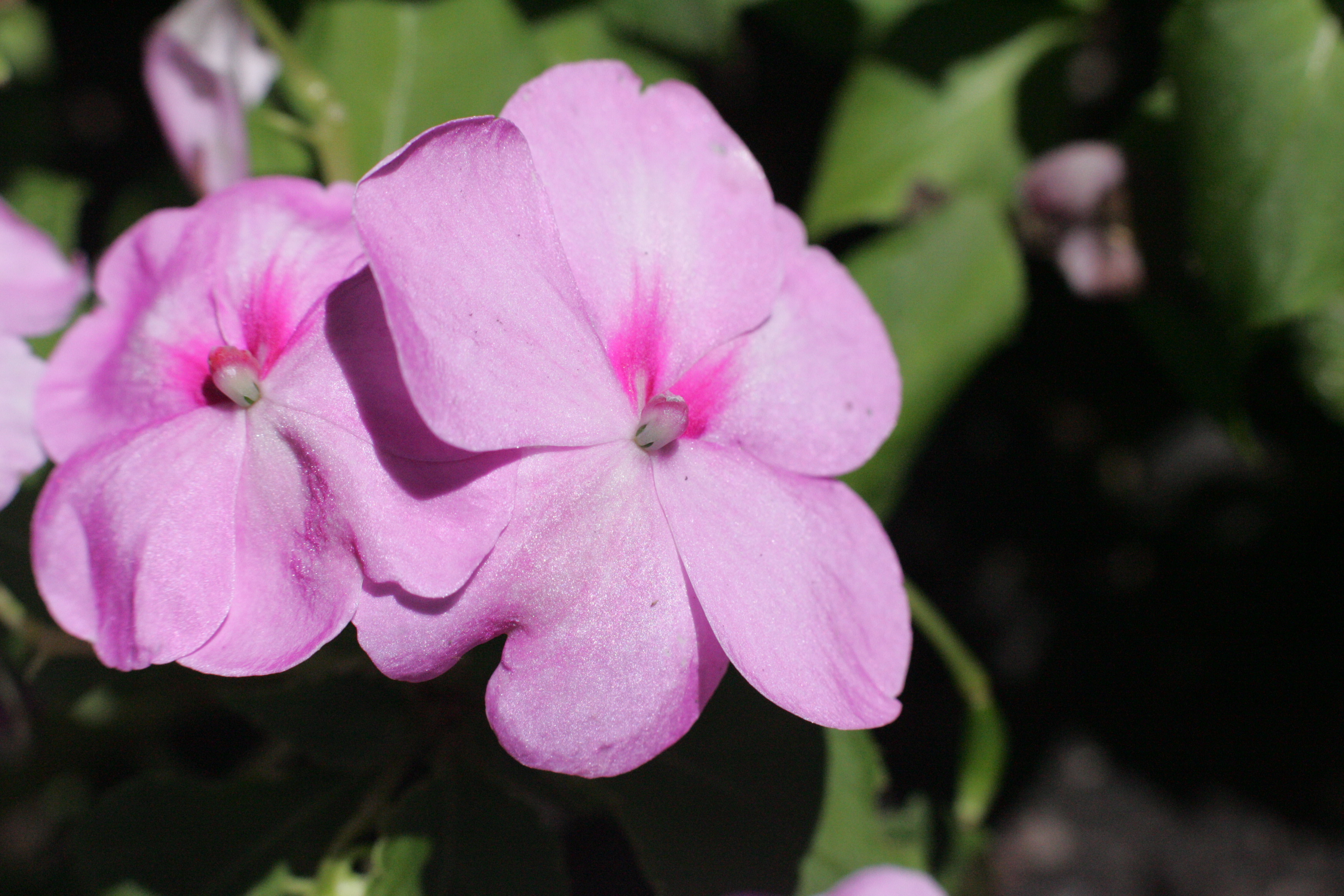 Image Directory - Nathan Laredo