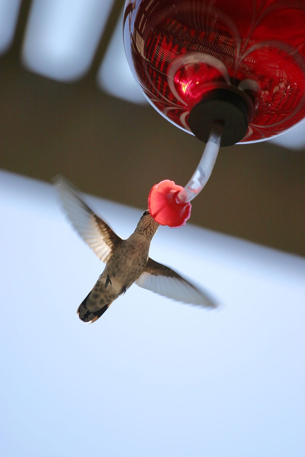 Image Directory - Nathan Laredo