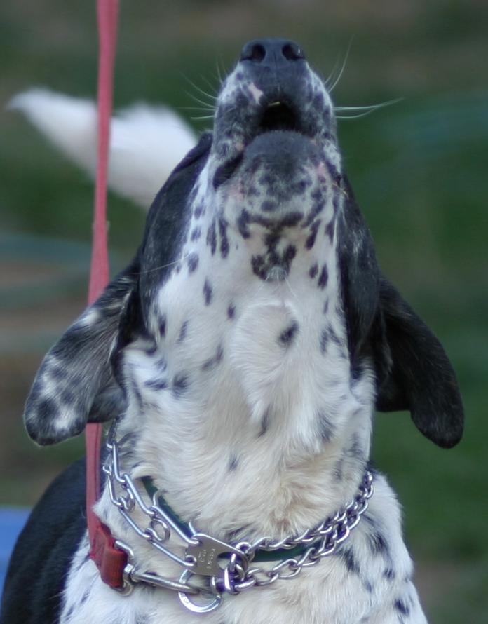 Image Directory - Nathan Laredo